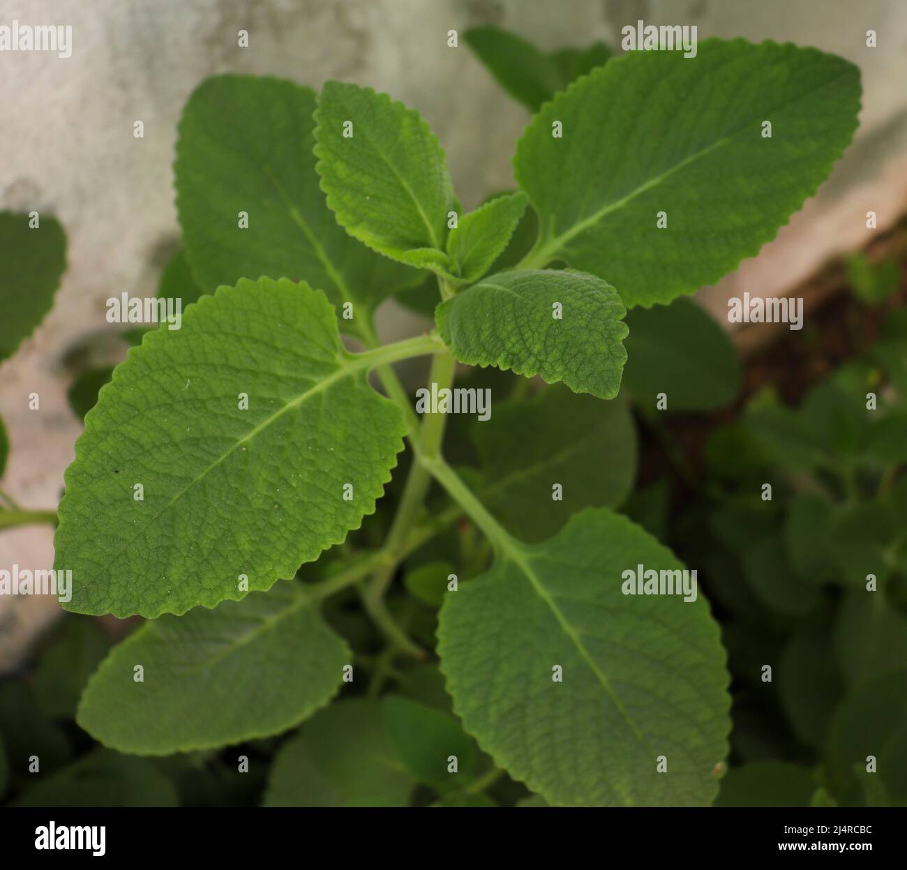 Country borage herb (Local name: Kapparawalliya ) karpooravalli leaf ...