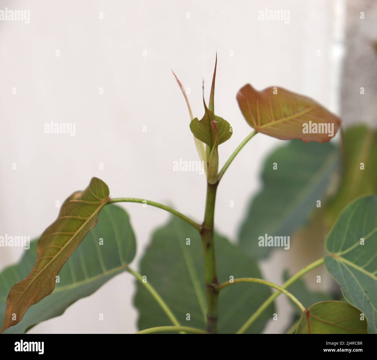 Pipal Tree (Ficus religiosa) plant Spruce leaf. with blur background ...