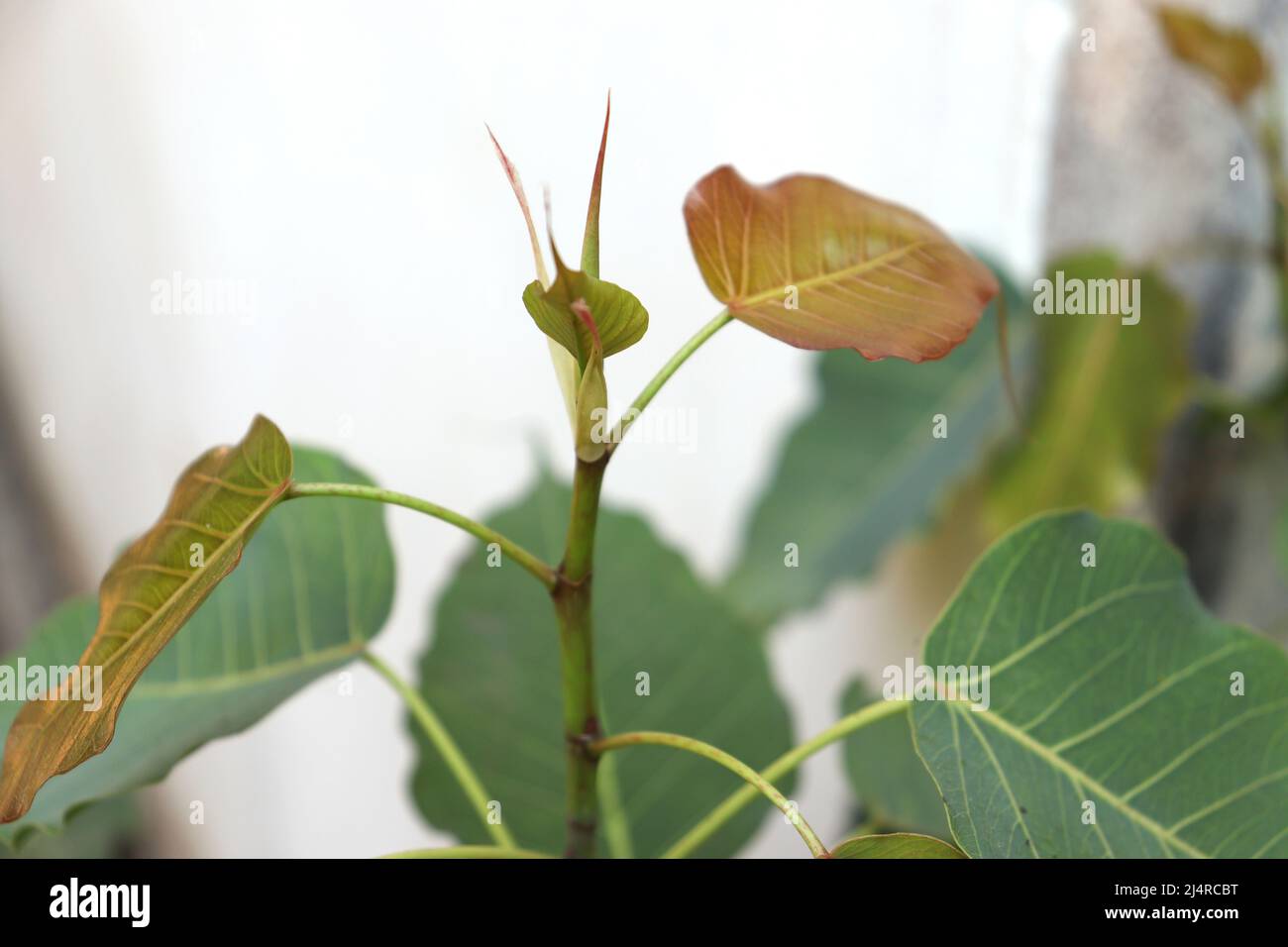 Pipal Tree (Ficus religiosa) plant Spruce leaf. with white background ...