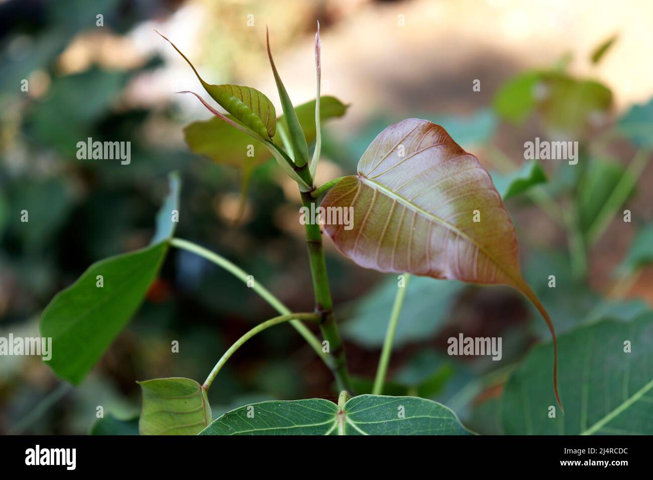 Ficus religiosa sacred fig tree hi-res stock photography and images - Alamy