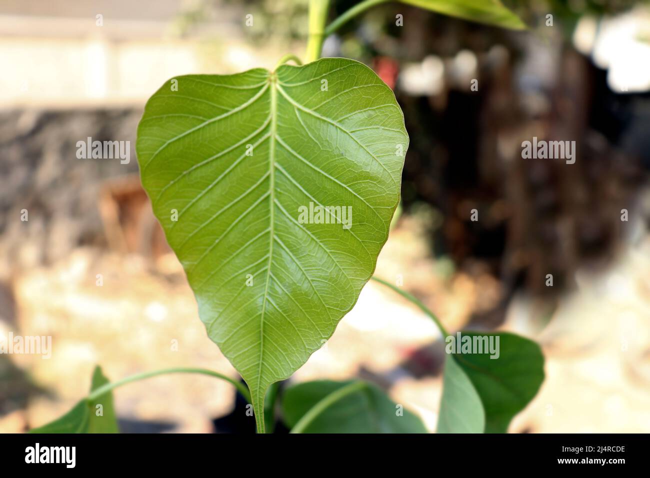 Pipal Tree (Ficus religiosa) plant leaf. with blur background Stock ...