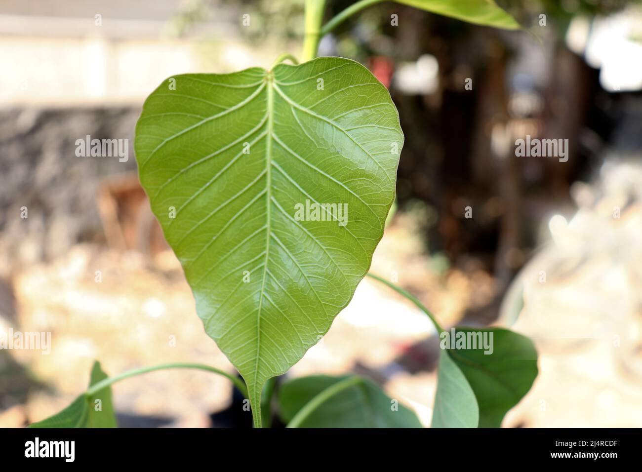 Pipal Tree (Ficus religiosa) plant leaf. with blur background Stock ...