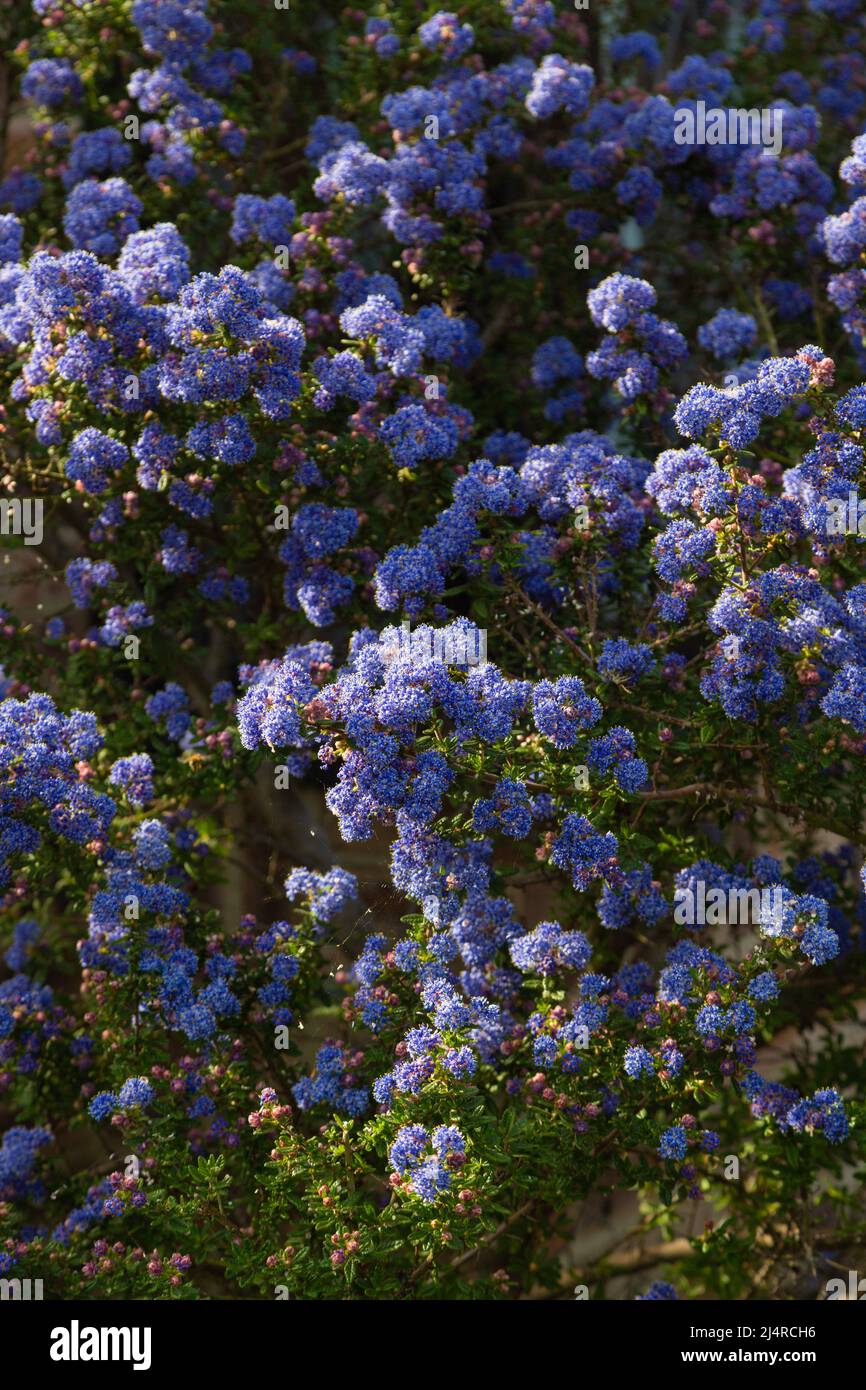 California lilac ceanothus hi-res stock photography and images - Alamy