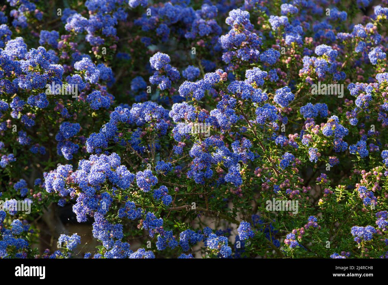 California lilac ceanothus hi-res stock photography and images - Alamy