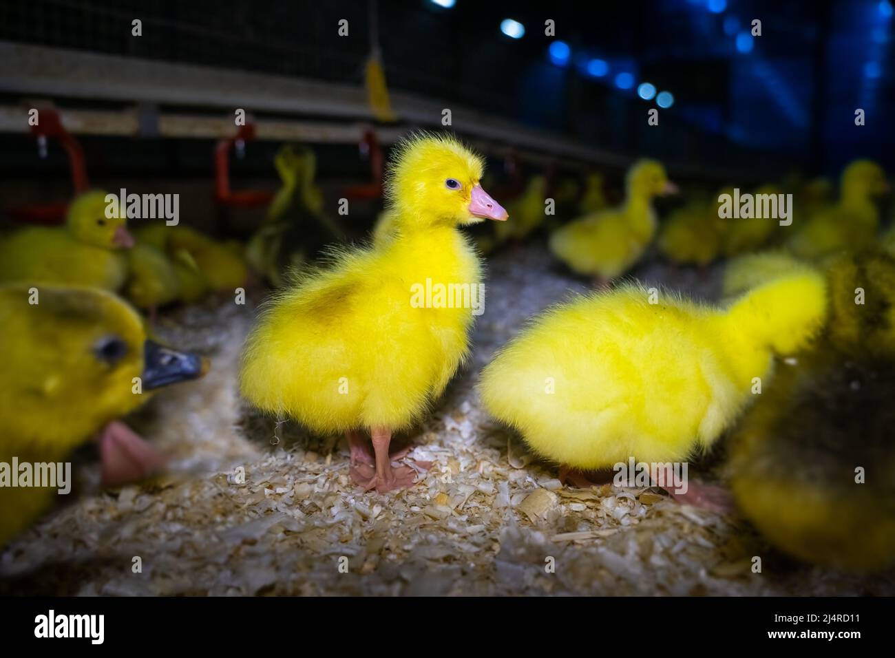 Little yellow geese on a bird farm. Cute fluffy goslings. Farm animals ...