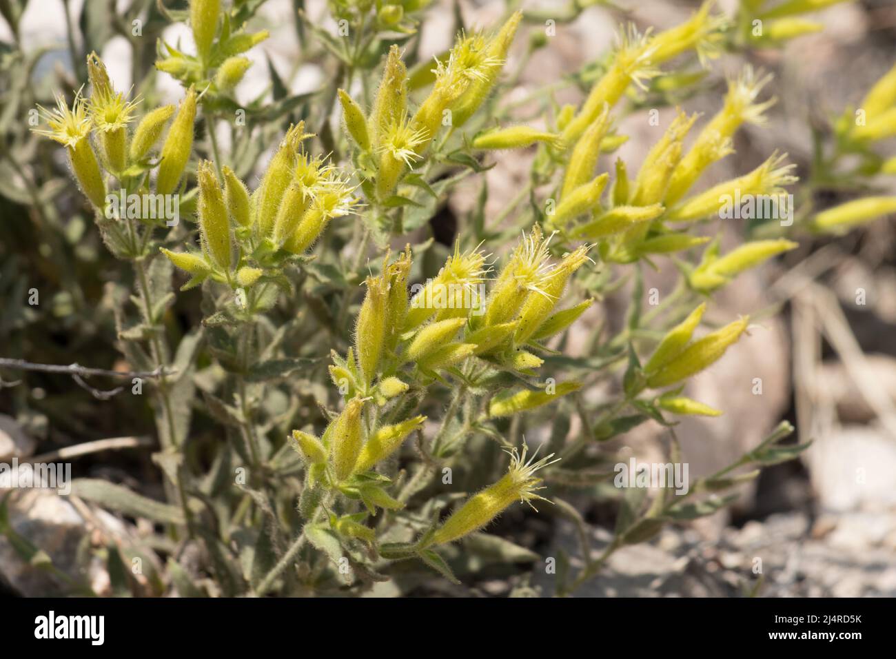 Green flowering cyme inflorescences of Silene Parishii, Caryophyllaceae ...