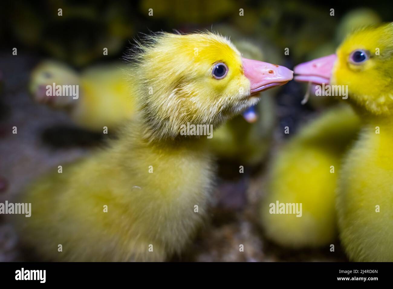 Little yellow geese on a bird farm. Cute fluffy goslings. Farm animals ...