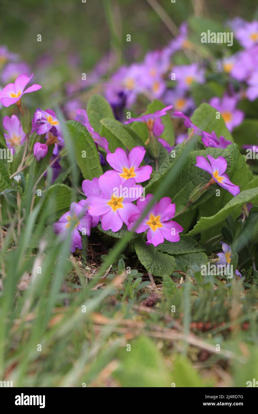 Purple Primulas. Plantae. Primula vulgaris. Primula acaulis Stock Photo ...