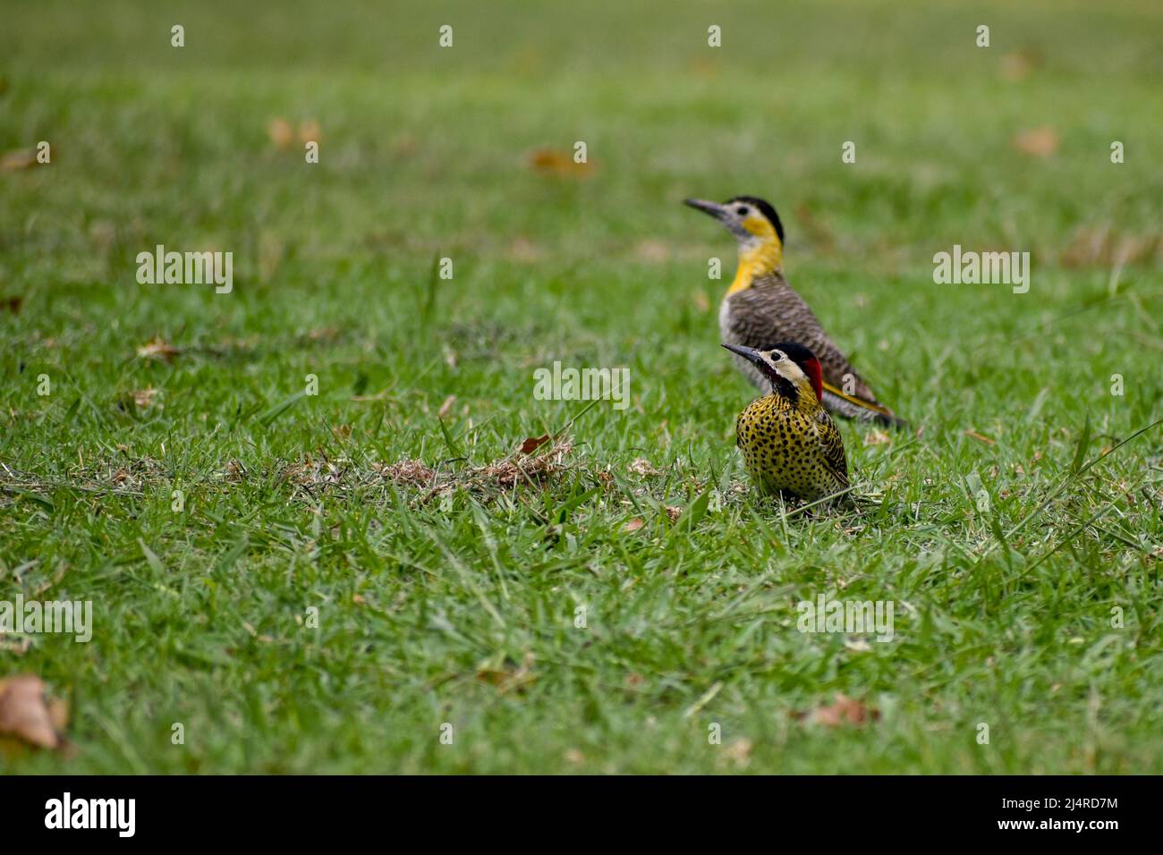 green-barred woodpecker (Colaptes melanochloros) (front) and campo ...