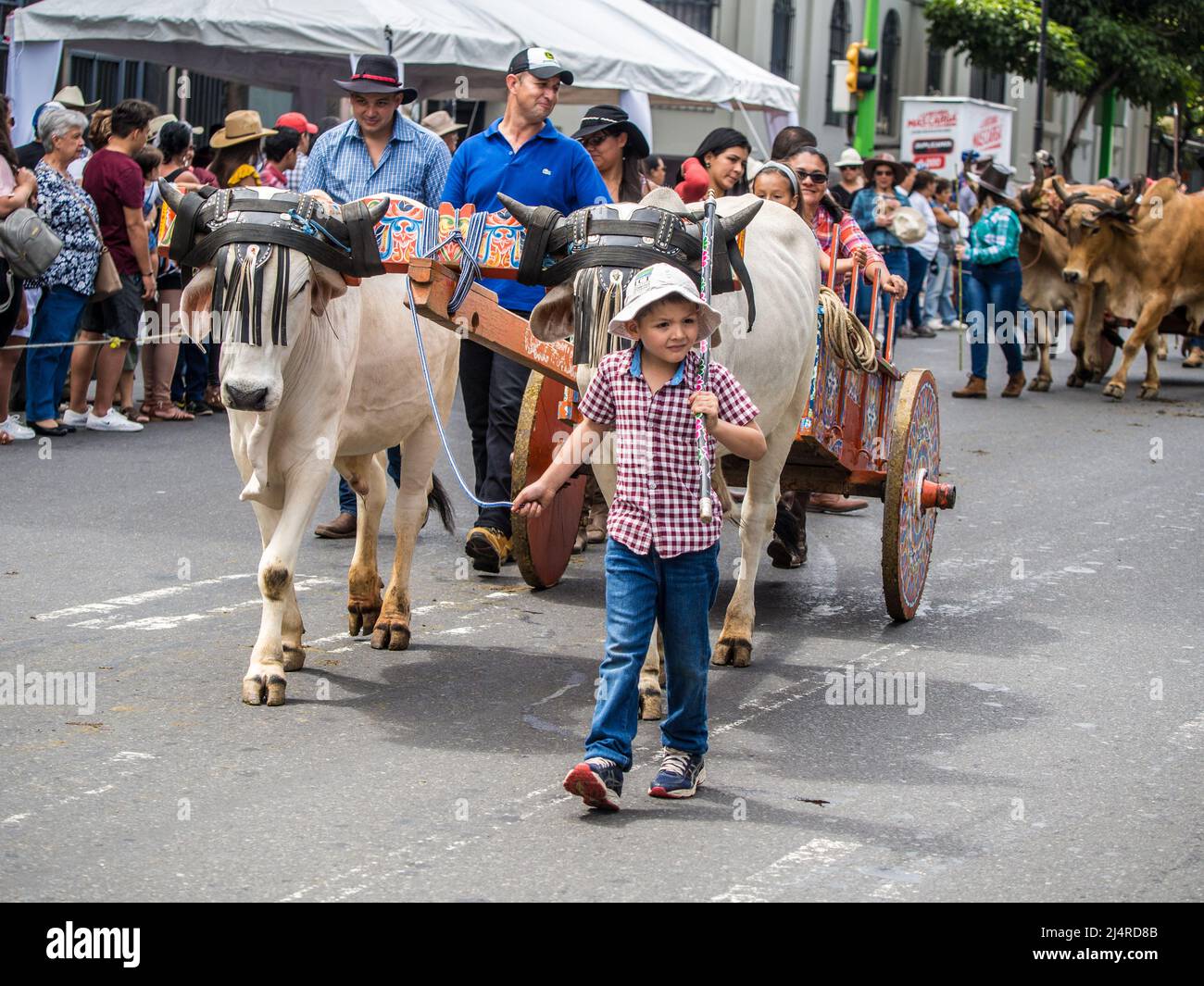 Young boy leading oxen in the traditional ox cart parade in San José ...