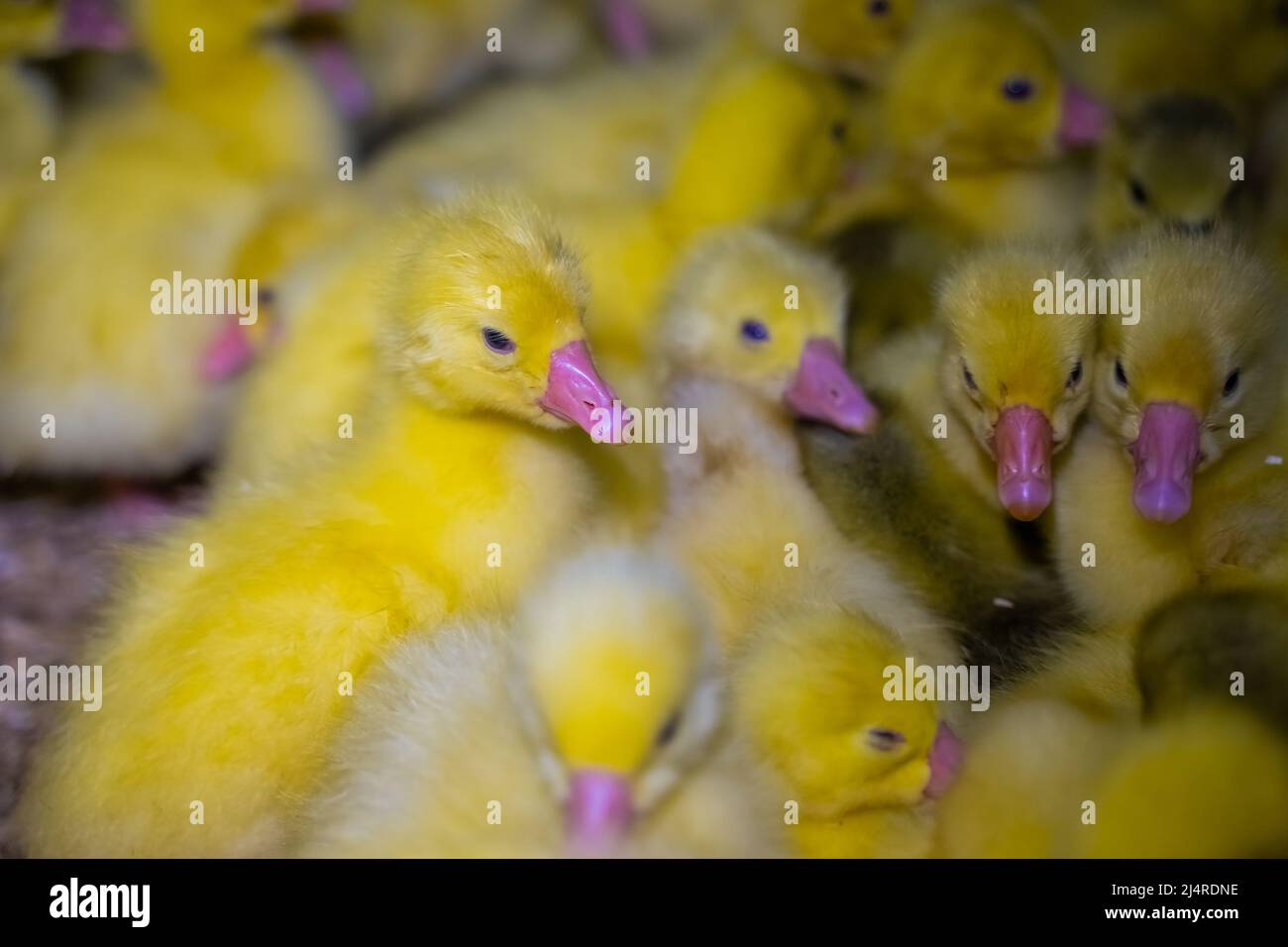 Little yellow geese on a bird farm. Cute fluffy goslings. Farm animals ...