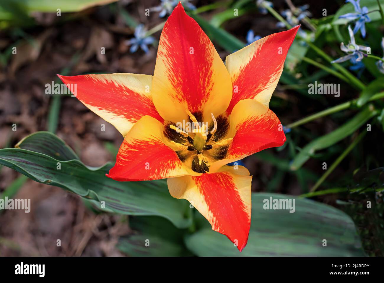 Perennial herbaceous bulbiferous geophytes hi-res stock photography and ...