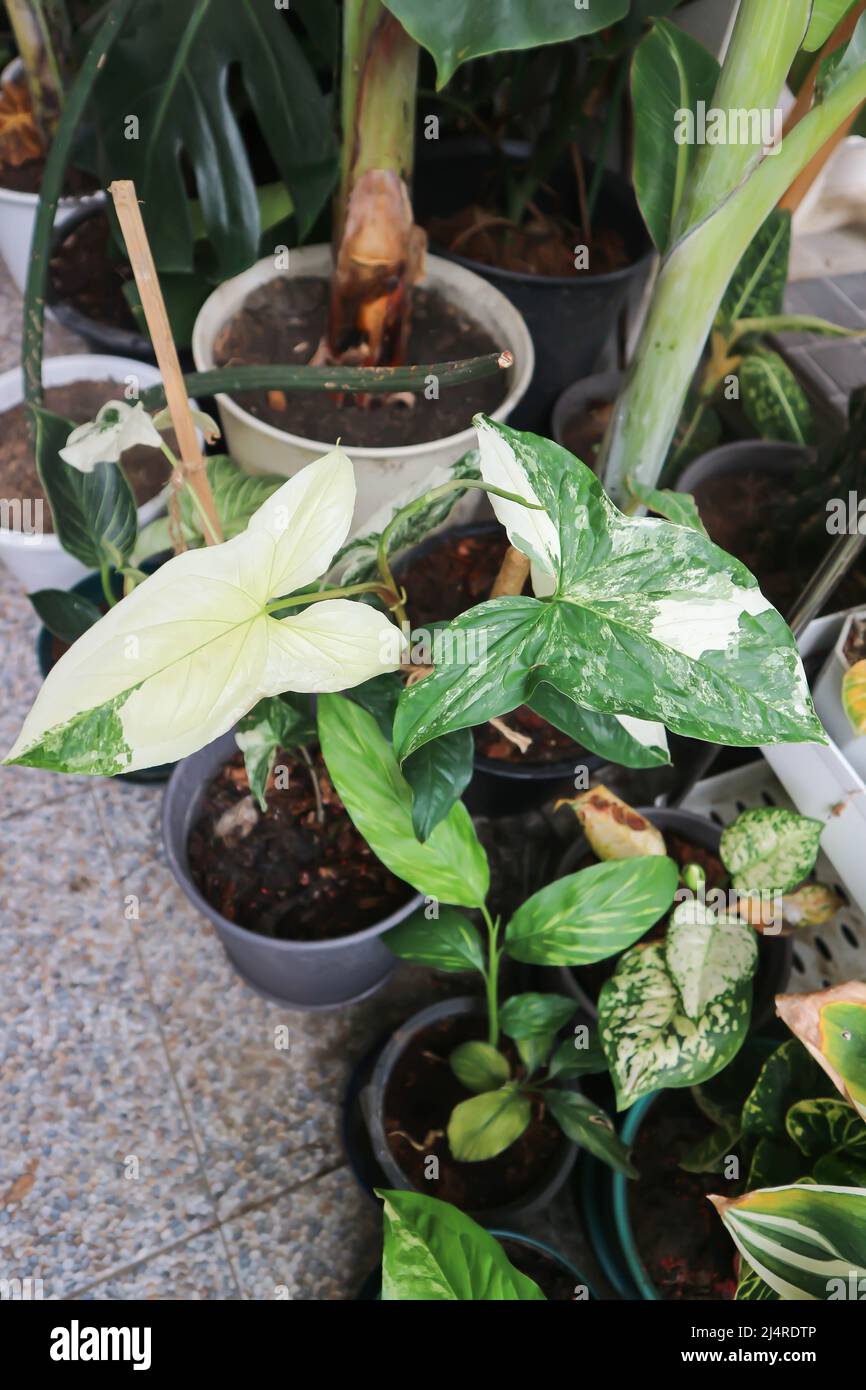 Syngonium podophyllum, Arrowhead Vine or Goosefoot Plant or Araceae ...