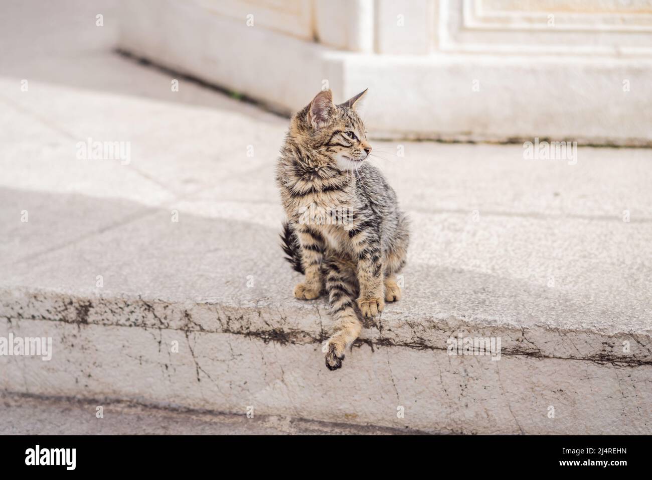 Cat on the street of Kotor, the city with the cats in Montenegro Stock ...