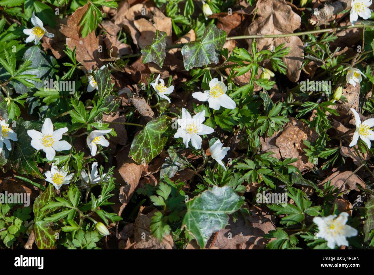 English woodland anemone hi-res stock photography and images - Alamy