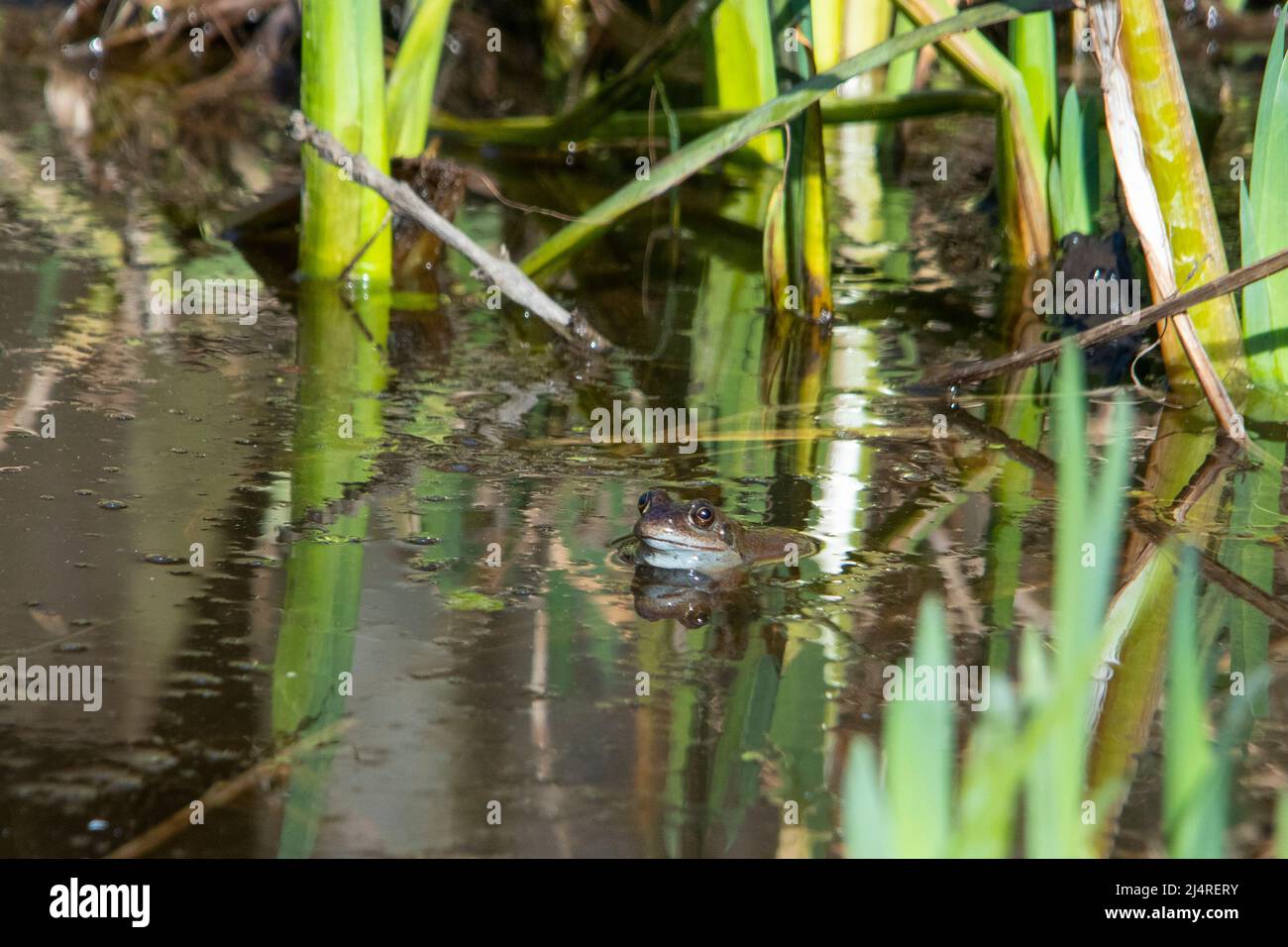 Frog in pond in spawning season Stock Photo - Alamy