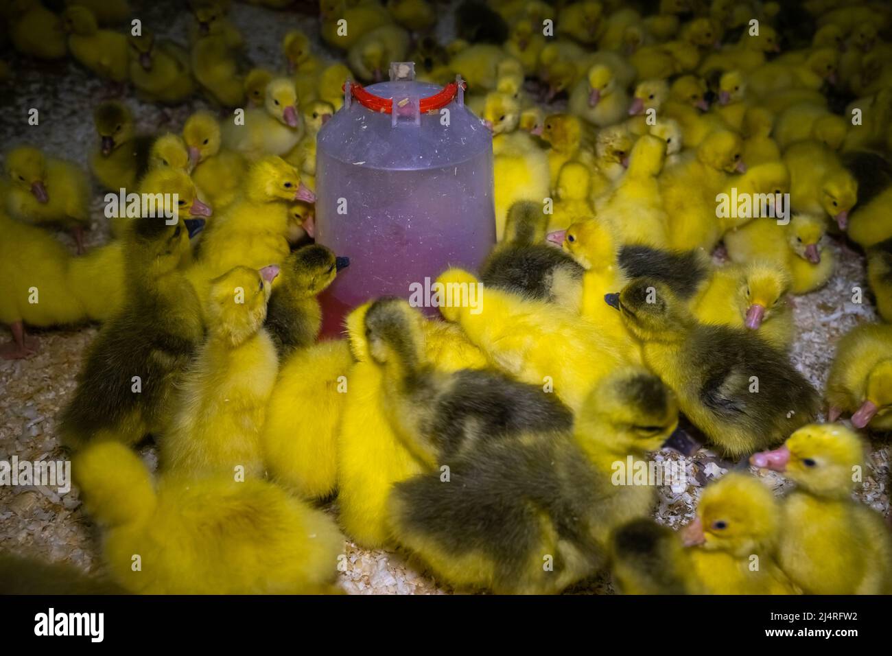 Geese near the drinker. Little yellow geese on a bird farm. Cute fluffy ...