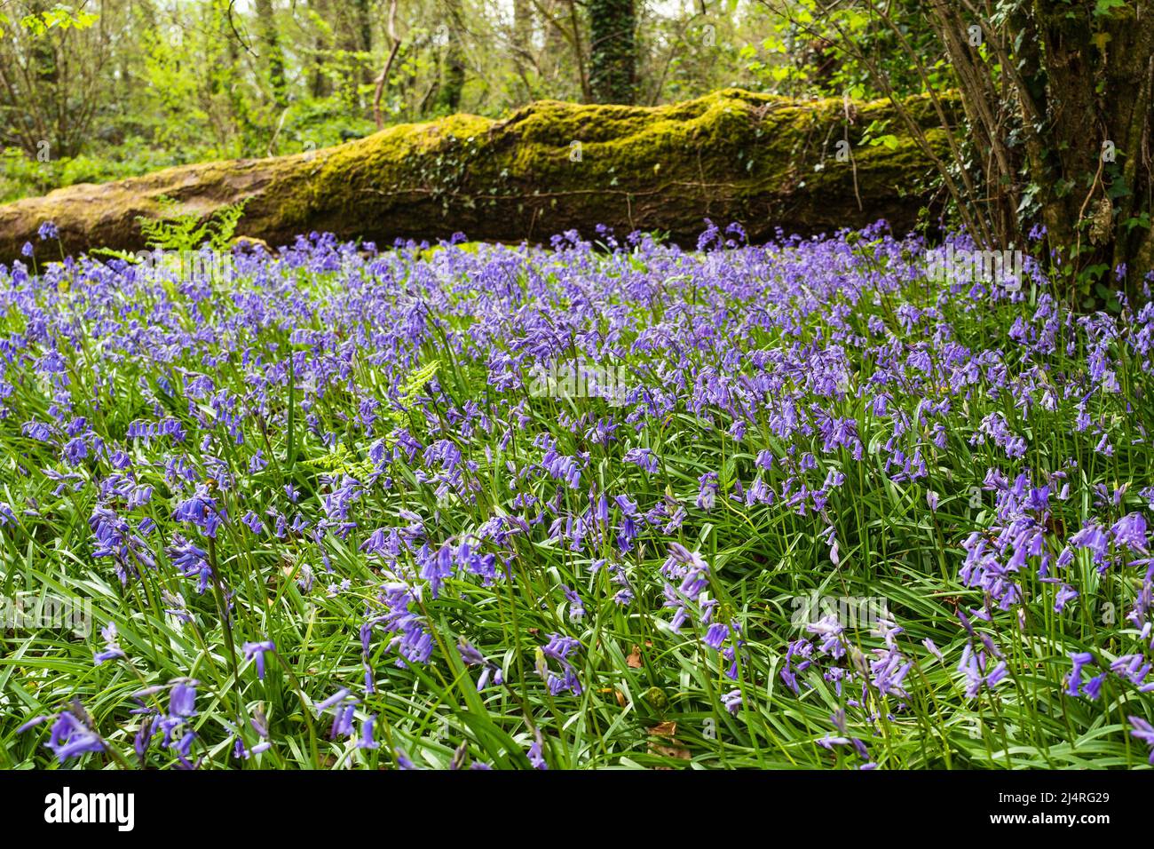 Bluebell woodland wales hi-res stock photography and images - Alamy