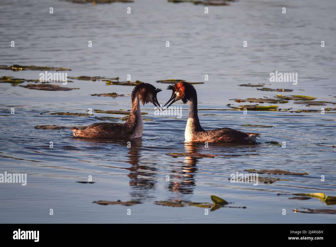 Phenomenal lake scene with animals. Pair of ducks with their beaks ...