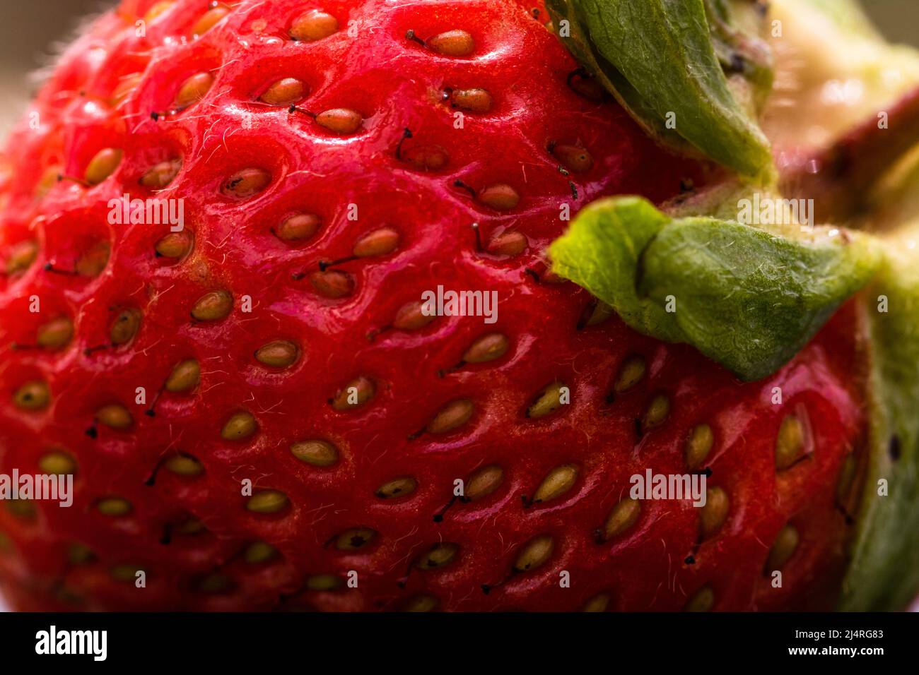 Close up of fresh strawberry showing seeds achenes. Details of a fresh ...