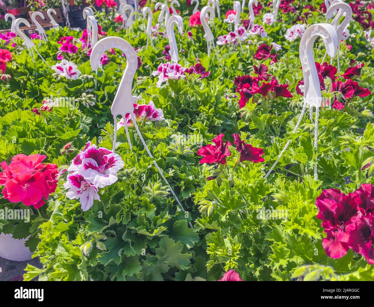 Spring flower market spring flowers produce colorful flower street ...