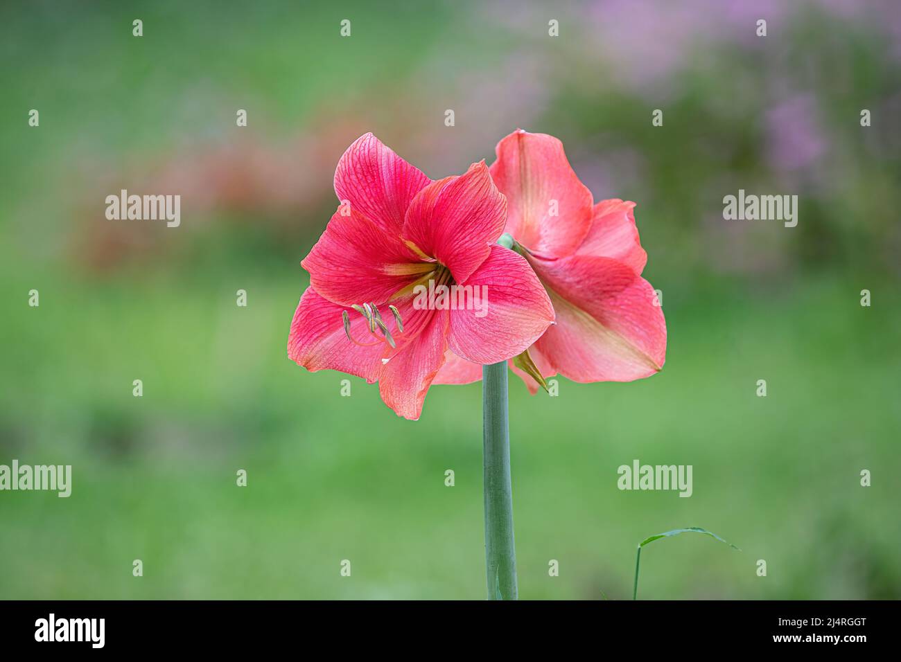 Beautiful calendar wallpaper hi-res stock photography and images - Alamy