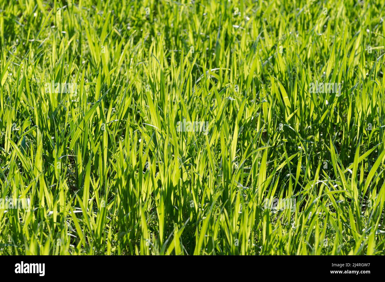 Meadow plants pattern hi-res stock photography and images - Alamy