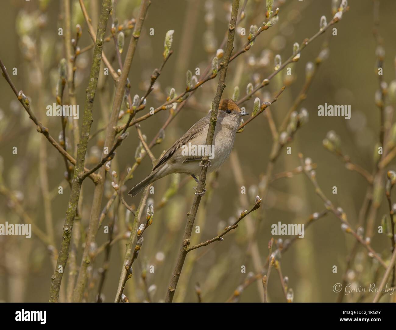Blackcap captured on canon r5 hi-res stock photography and images - Alamy
