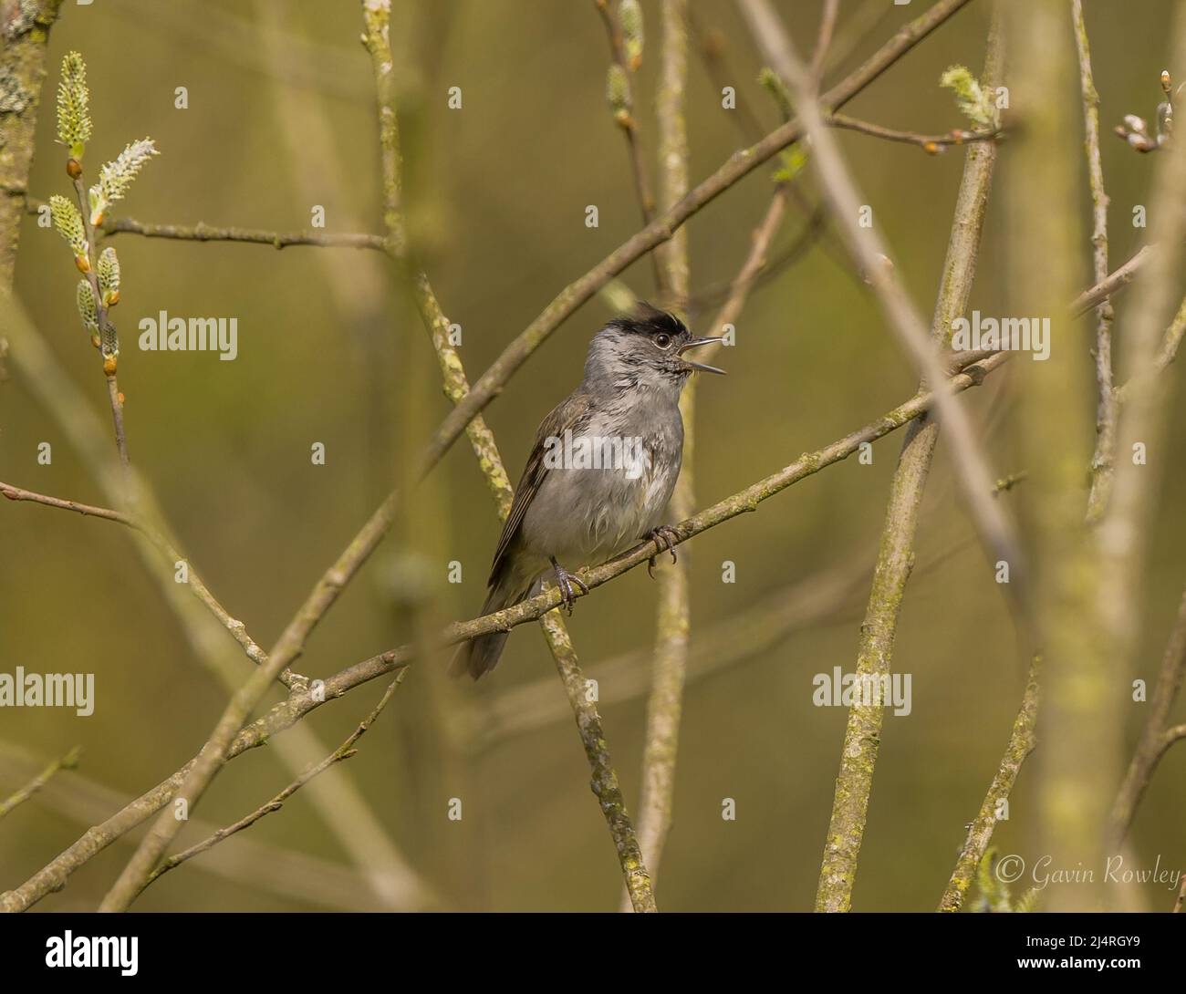 Blackcap captured on canon r5 hi-res stock photography and images - Alamy