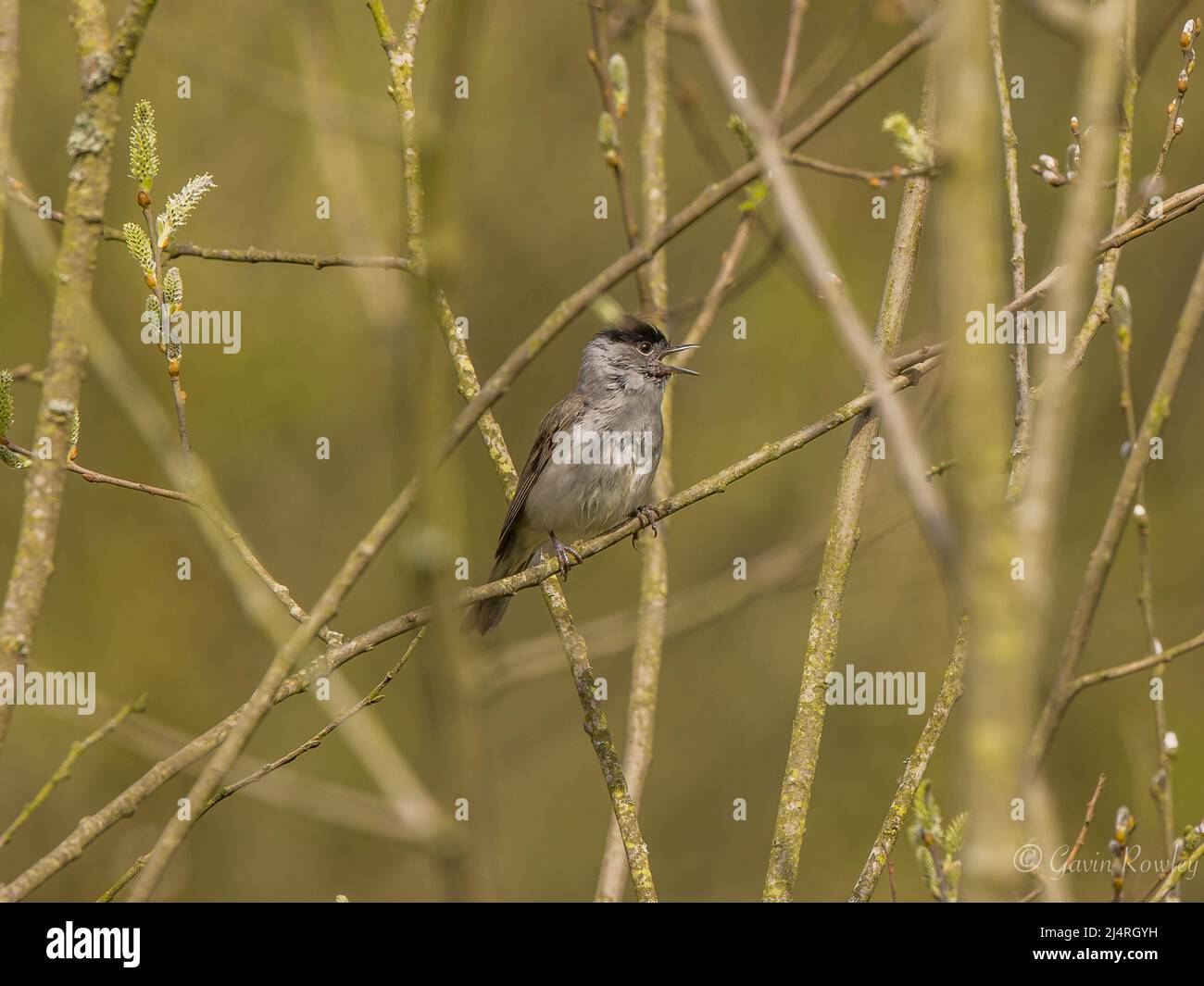 Hic bibi nature reserve hi-res stock photography and images - Alamy