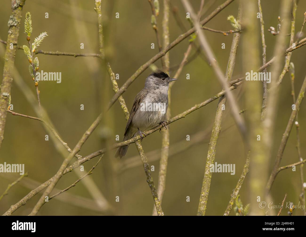 Blackcap captured on canon r5 hi-res stock photography and images - Alamy