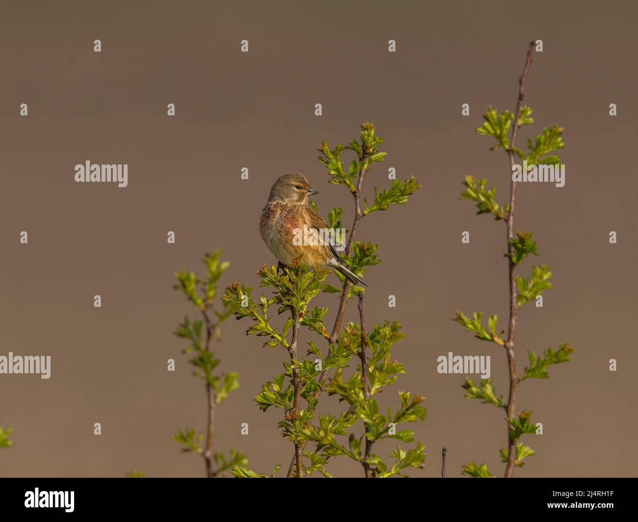 Linnet hedge hi-res stock photography and images - Alamy
