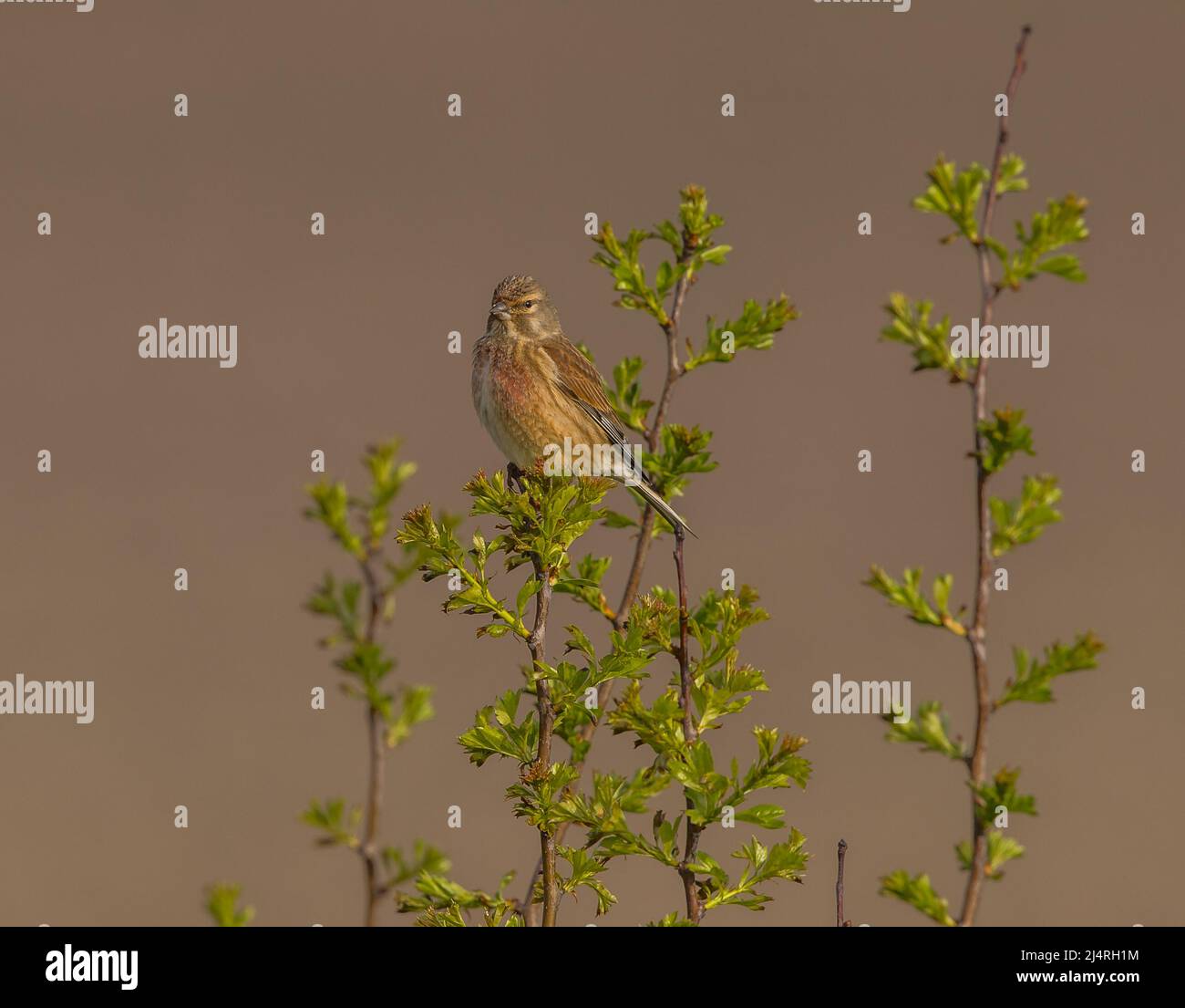 Linnet hedge hi-res stock photography and images - Alamy