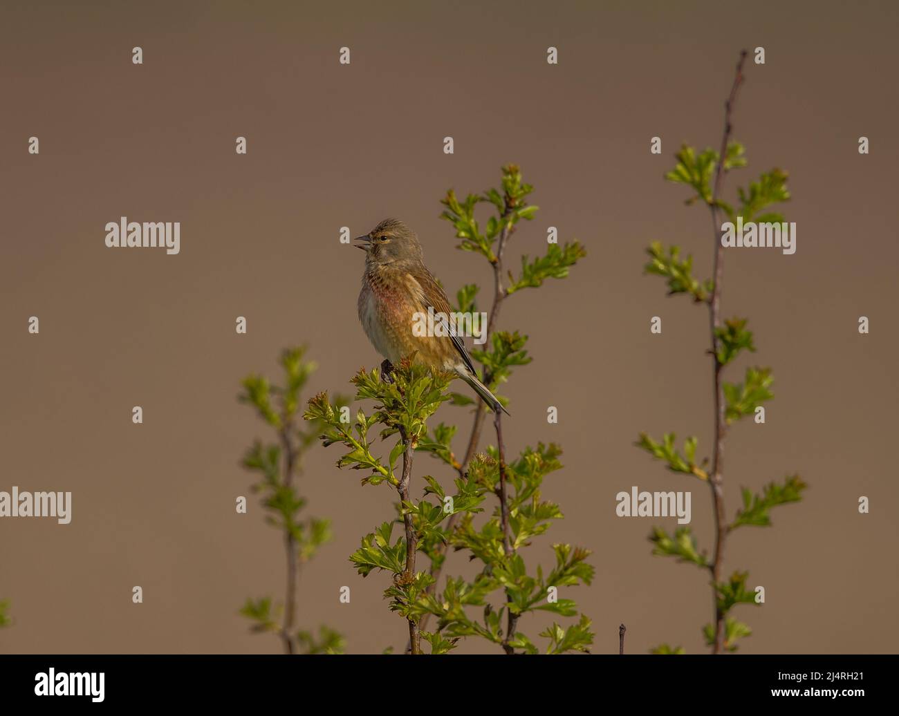 Linnet hedge hi-res stock photography and images - Alamy