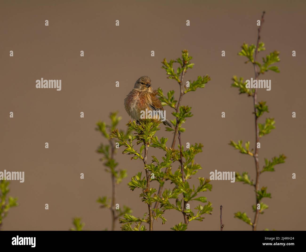 Carduelis canabina hi-res stock photography and images - Alamy