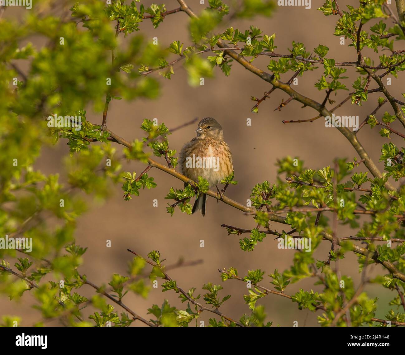 Linnet captured on canon r5 hi-res stock photography and images - Alamy