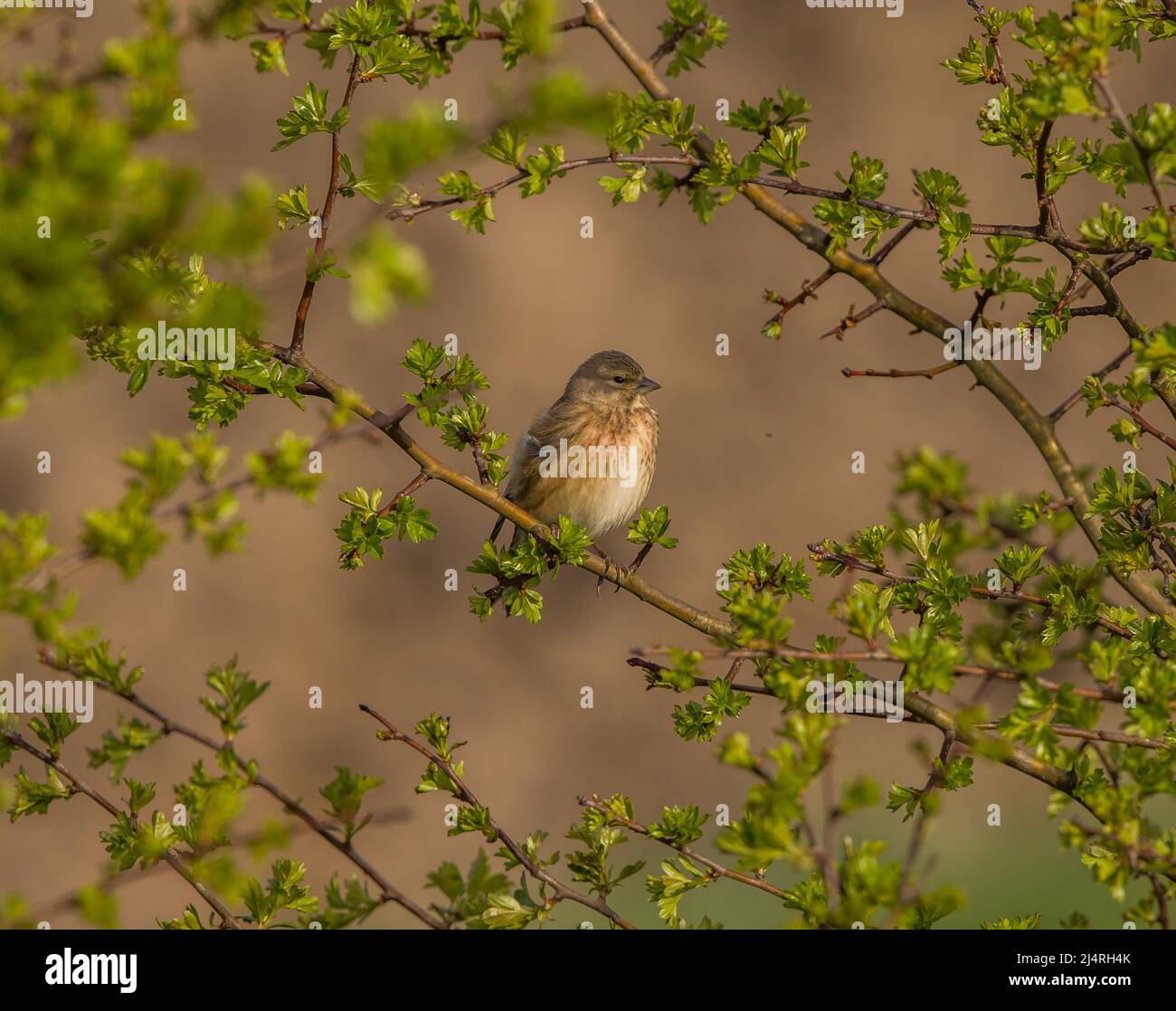 Linnet perched in hedge hi-res stock photography and images - Alamy