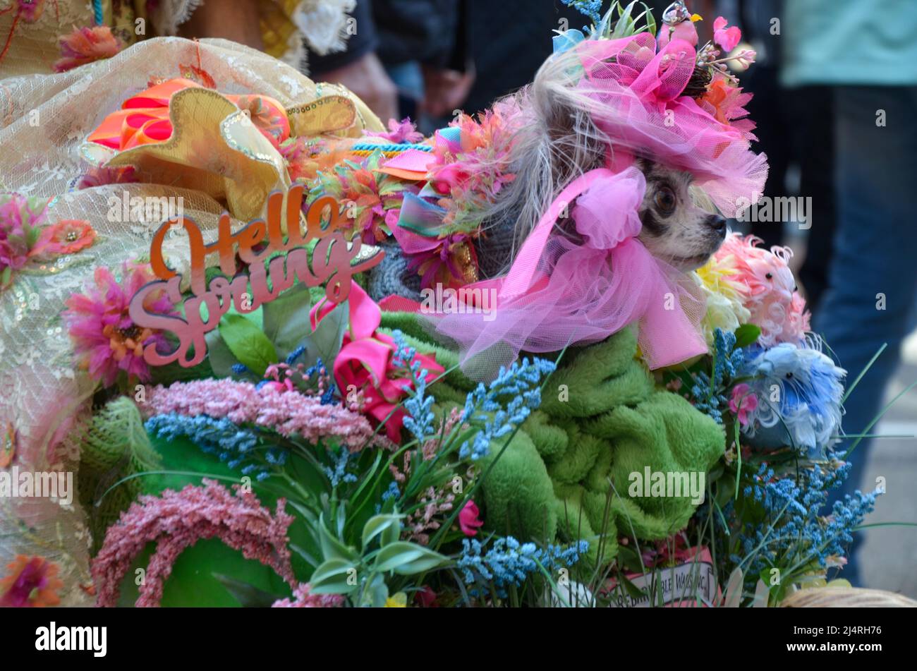 A dog is seen dressed up with floral hats at the annual Easter Parade ...