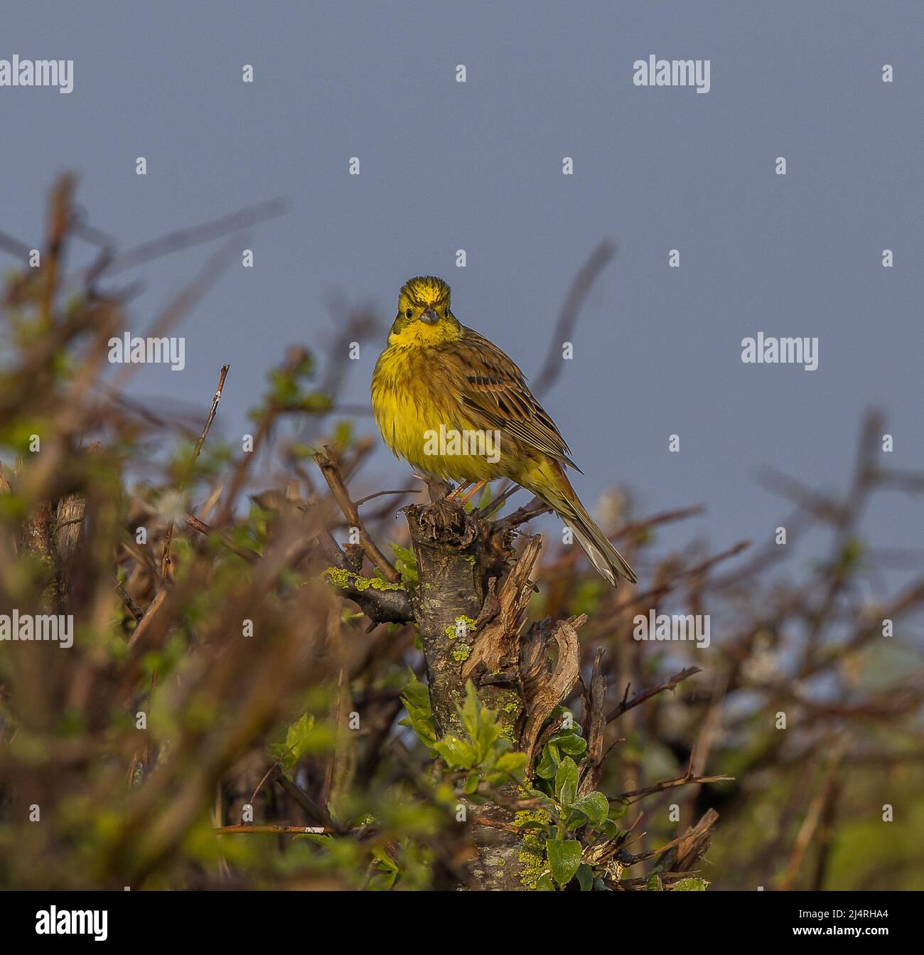 Yellowhammer captured on canon r5 hi-res stock photography and images ...