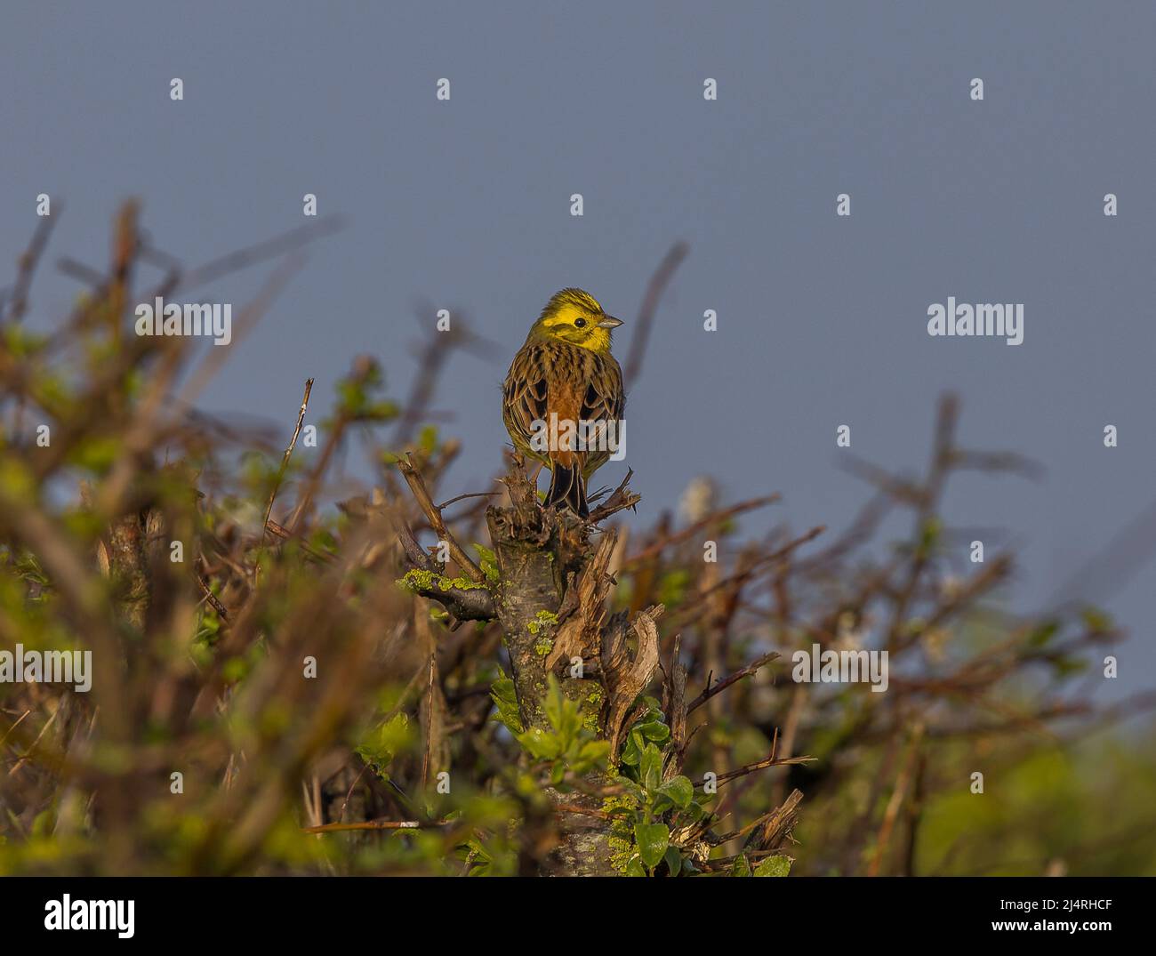 Yellowhammer captured on canon r5 hi-res stock photography and images ...