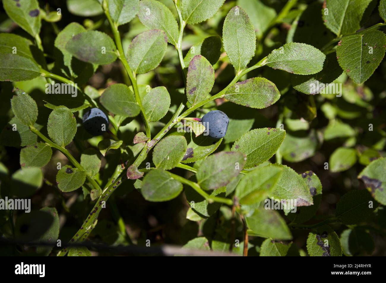 Fresh blueberry leaves in green and red colors. Nature patterns and ...
