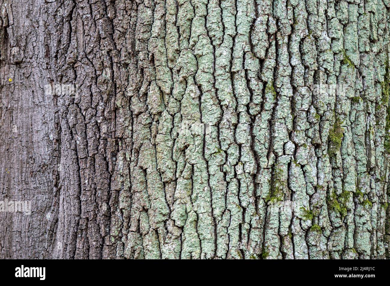 Common oak (Quercus robur) bark closeup Stock Photo - Alamy