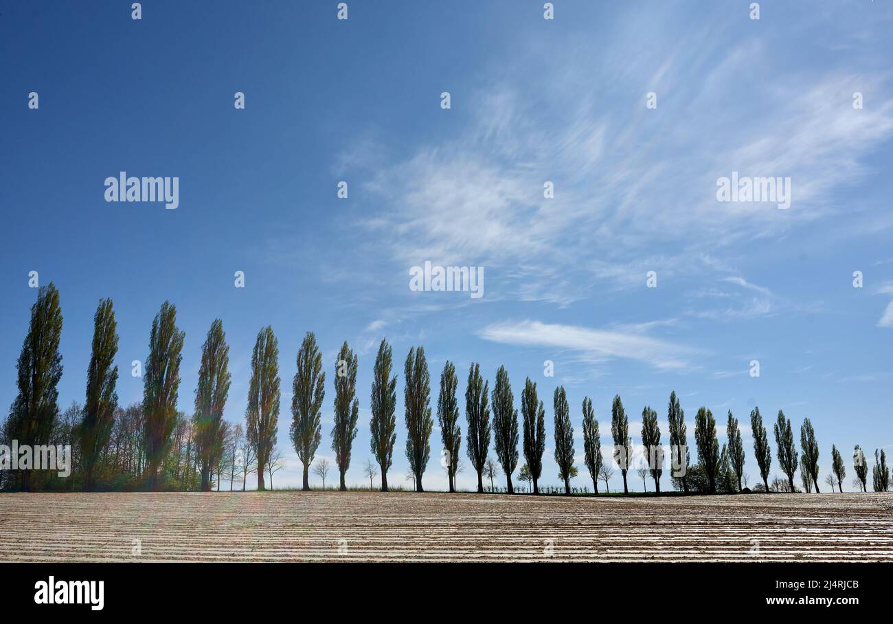 Avenue of poplar trees (Pappelallee) in Karlsruhe Hohenwettersbach ...