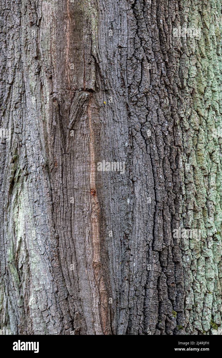 Common oak (Quercus robur) bark closeup Stock Photo - Alamy