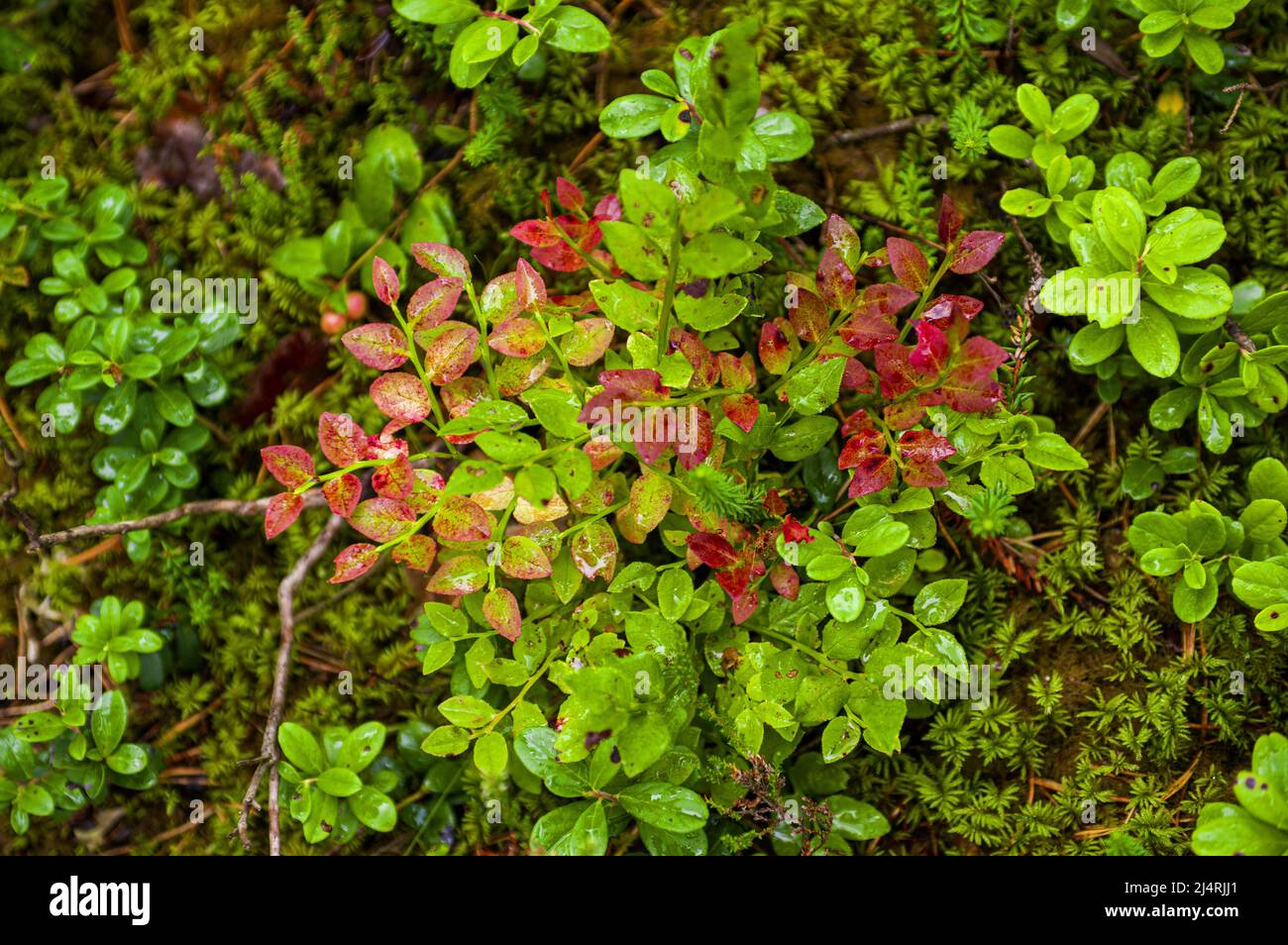Fresh blueberry leaves in green and red colors. Nature patterns and ...