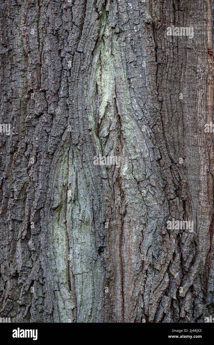 Common oak (Quercus robur) bark closeup Stock Photo - Alamy