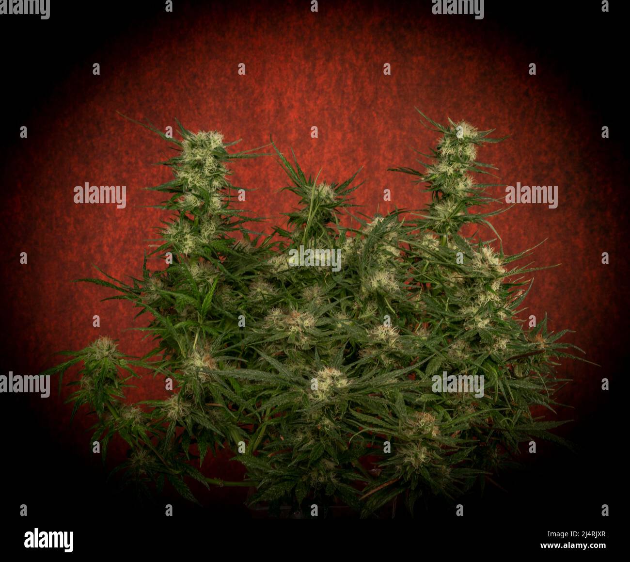 Marijuana color green bloom on red background Gelato cookies variety ...