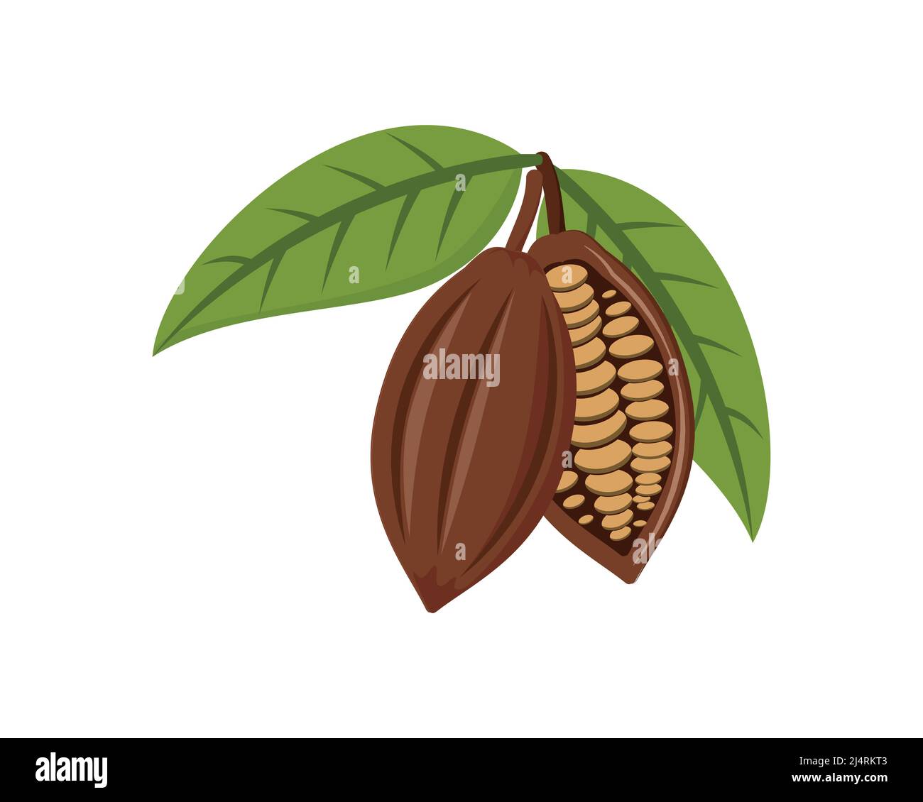 Cocoa pod illustration Stock Vector Images - Alamy