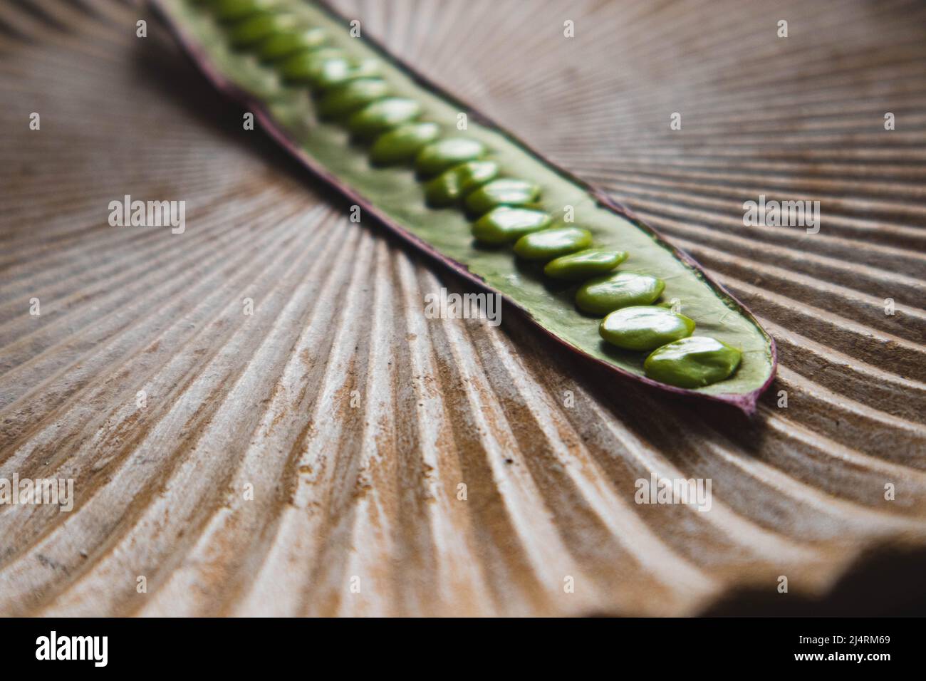 Guaje seeds hi-res stock photography and images - Alamy