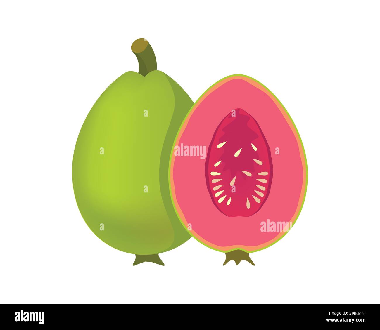 Detailed Guava Fruit Illustration Vector Stock Vector Image & Art - Alamy